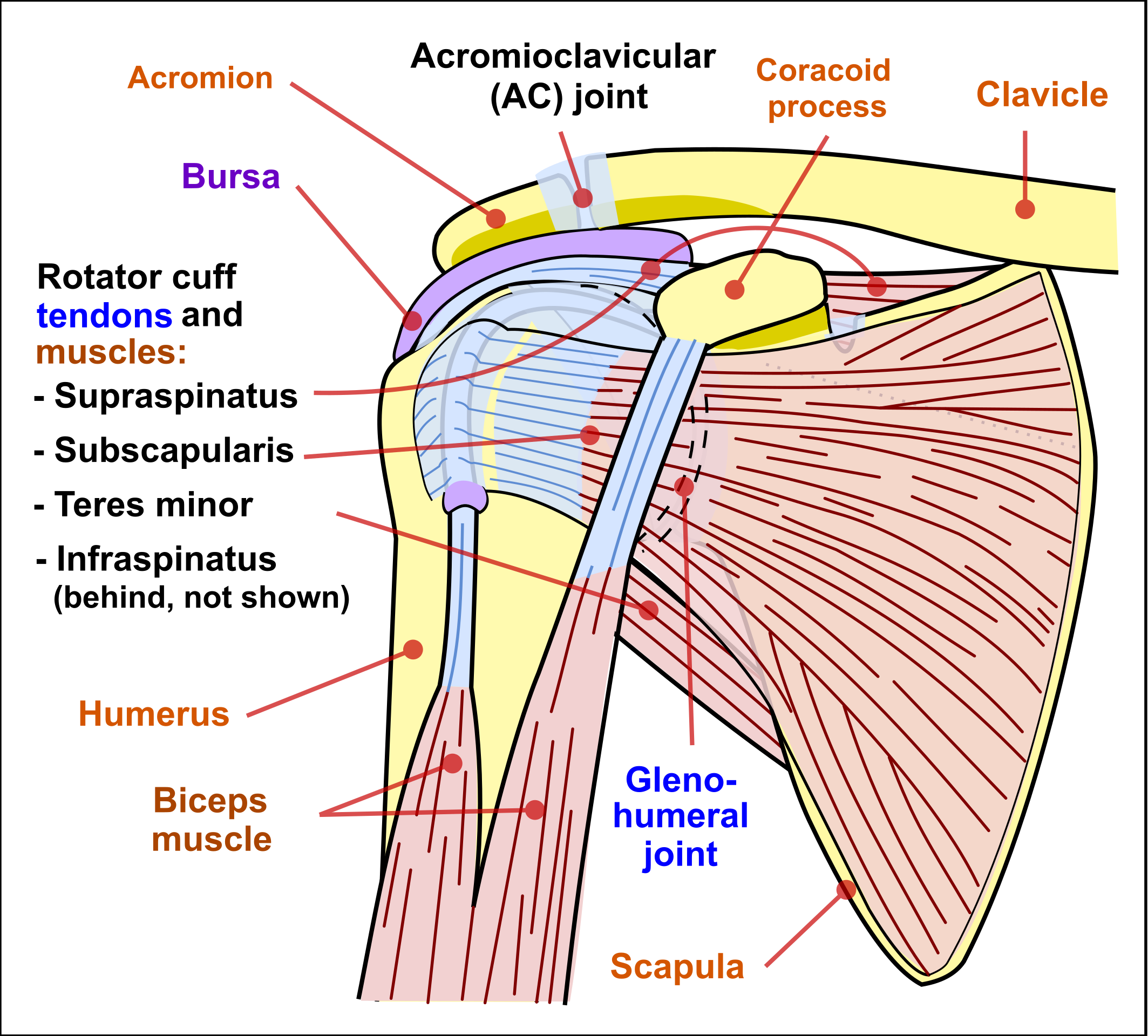 Subacromial pain – Shoulder and Elbow Pain